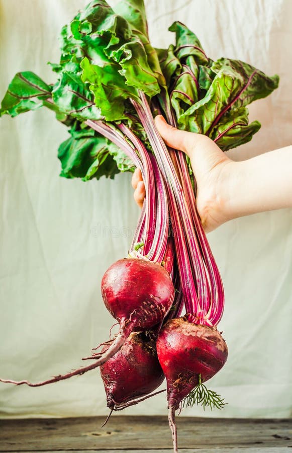 Raw Organic Beetroot with Leaves in a Hand on a White Rustic Background ...