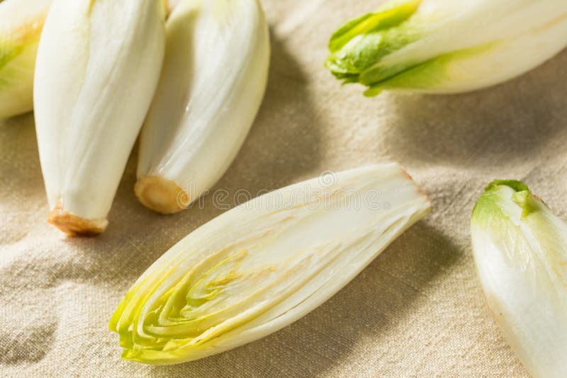 Raw Organic Belgian Endive stock image. Image of antioxidant - 146576427