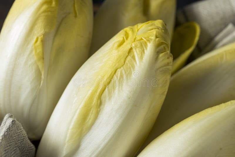 Raw Organic Belgian Endive stock photo. Image of diet - 84928548