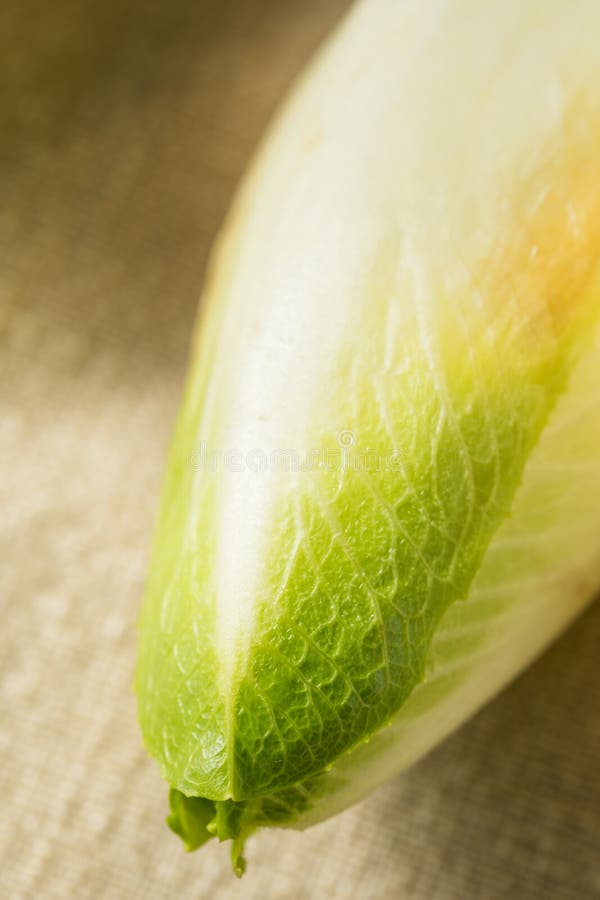 Raw Organic Belgian Endive stock photo. Image of plant - 146576440
