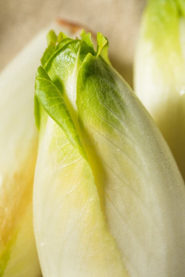 Raw Organic Belgian Endive stock image. Image of cuisine - 146576441