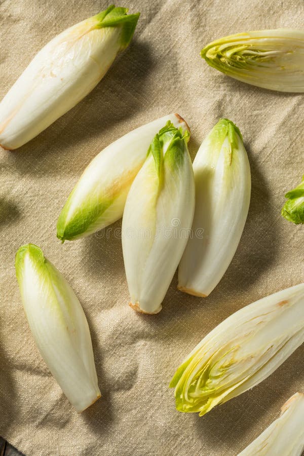 Raw Organic Belgian Endive stock photo. Image of ingredient - 146576476