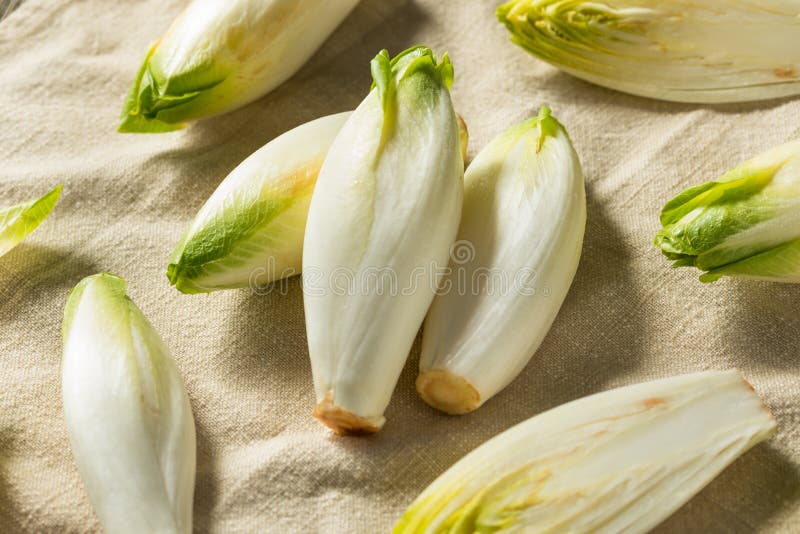 Raw Organic Belgian Endive stock image. Image of healthy - 146583981