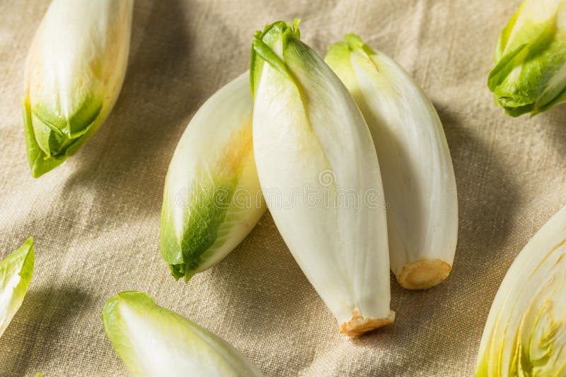 Raw Organic Belgian Endive stock photo. Image of green - 146583988