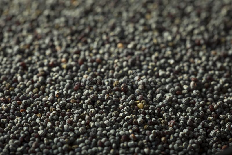 Raw Organic Black Poppy Seeds Stock Image - Image of fragrant, cooking ...