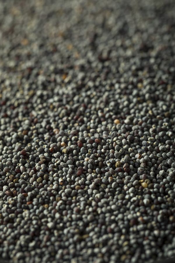 Raw Organic Black Poppy Seeds Stock Photo - Image of poppyseeds ...