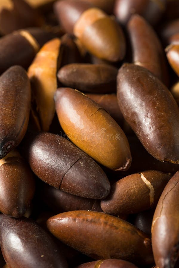 Raw Organic Brown Baru Nuts Stock Image - Image of food, diet: 213997793
