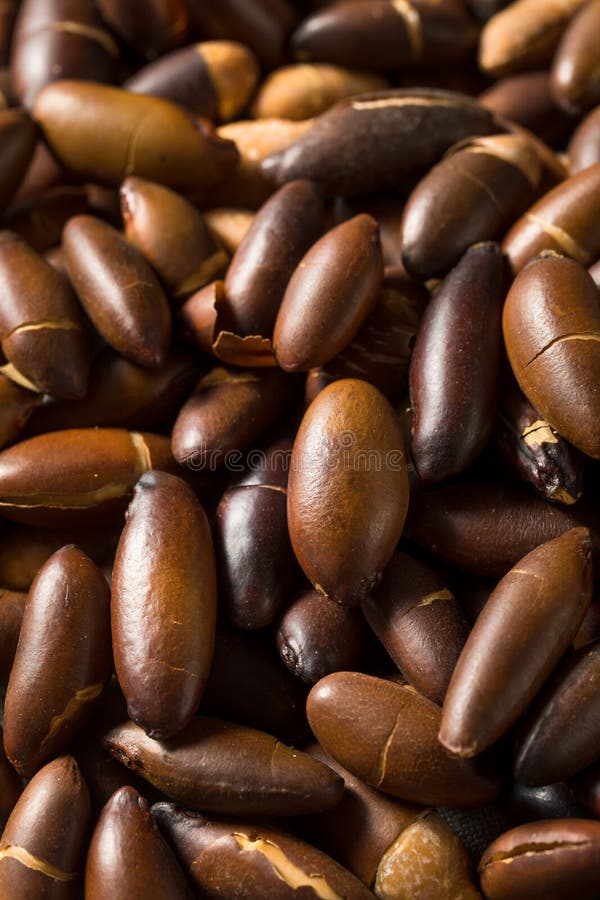 Raw Organic Brown Baru Nuts Stock Photo - Image of rustic, baruzeiro ...