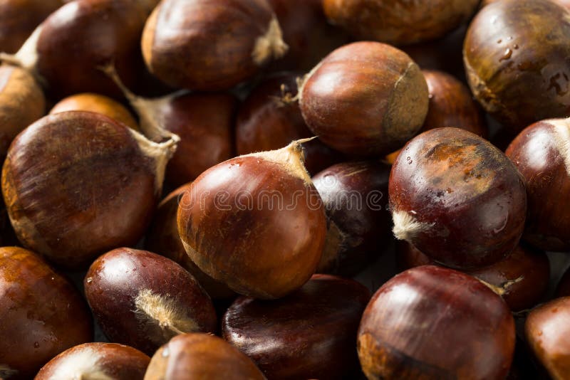 Raw Organic Brown Chestnuts Stock Photo - Image of shell, roasted ...