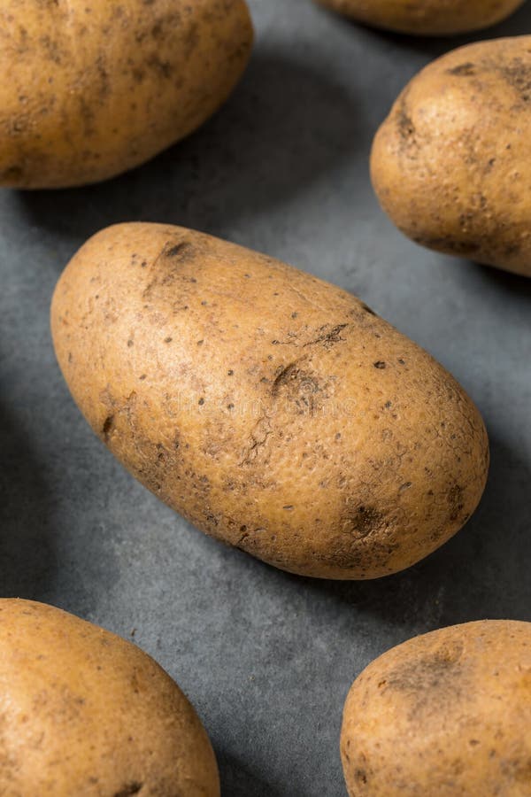 Raw Organic Idaho Russet Potatoes Stock Image - Image of baking, root ...