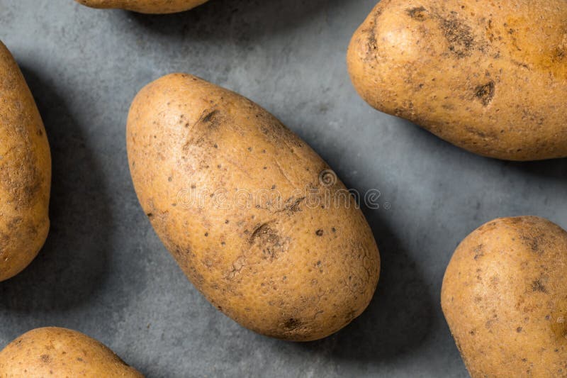 Raw Organic Idaho Russet Potatoes Stock Image - Image of baking, root ...