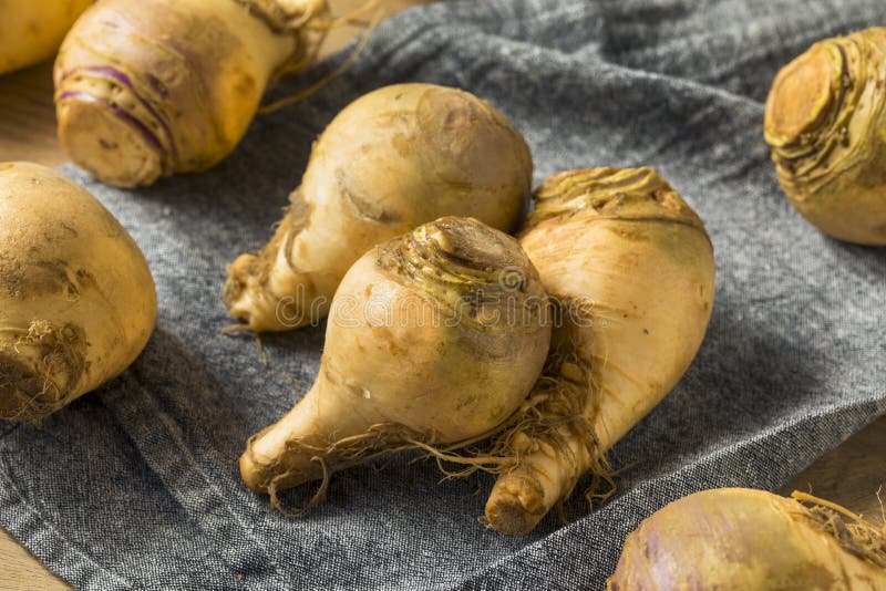 Raw Organic Brown Rutabaga Root Stock Photo - Image of stalk, crop ...