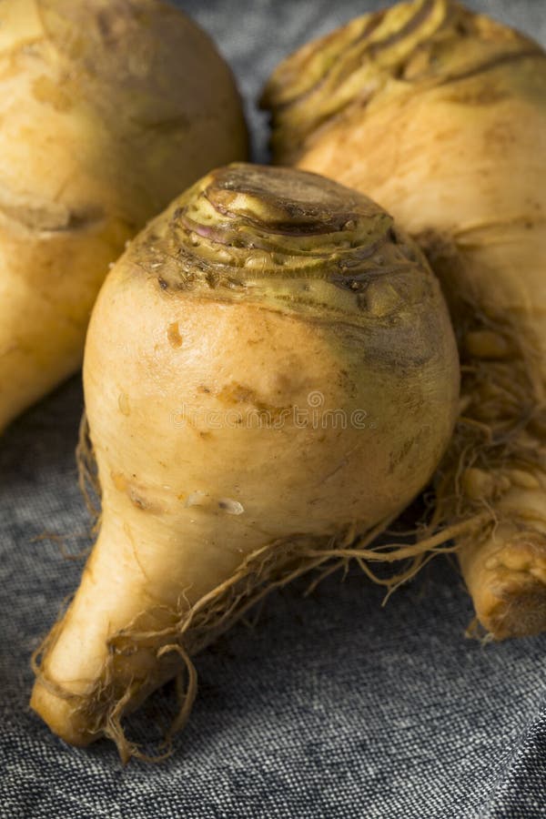Raw Organic Brown Rutabaga Root Stock Image - Image of swedish, cooking ...