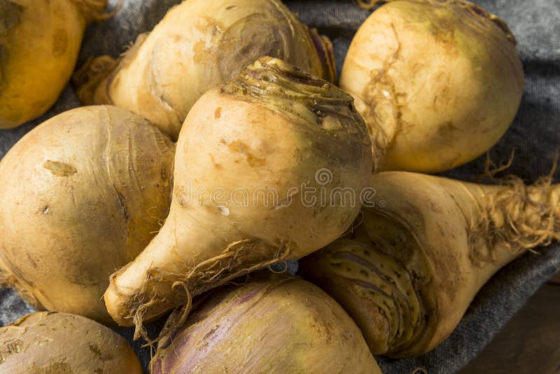 Raw Organic Brown Rutabaga Root Stock Photo - Image of crop, neep ...
