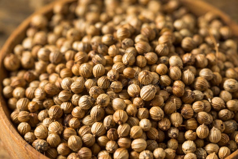Raw Organic Coriander Seeds Stock Image - Image of flavor, yellow ...