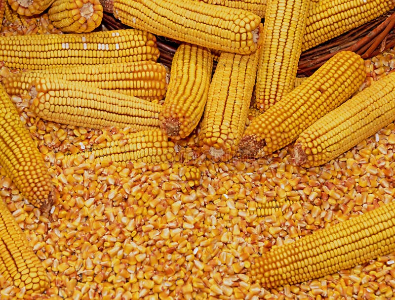 Raw organic corn pile stock photo. Image of market, food - 276673334
