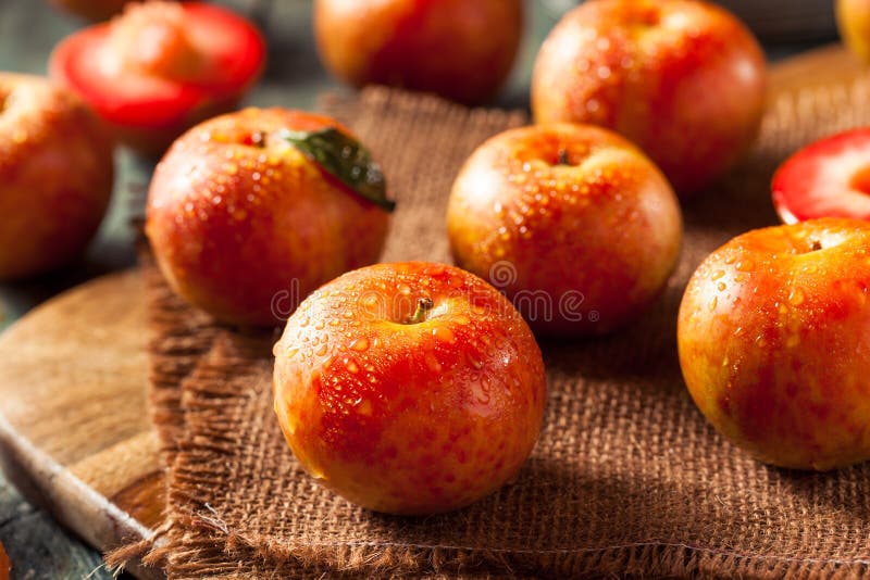 Raw Organic Dinosaur Egg Pluots Stock Photo - Image of healthy, harvest ...