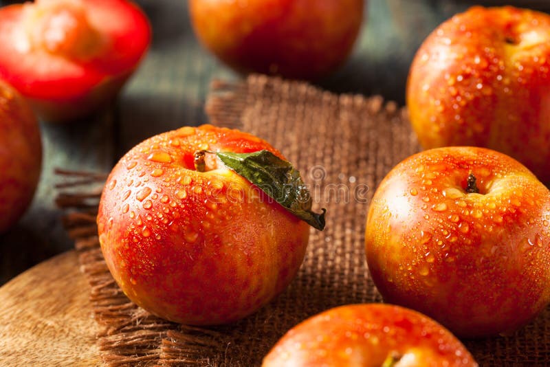 Dinosaur Egg Plum Stock Photos - Free & Royalty-Free Stock Photos from ...