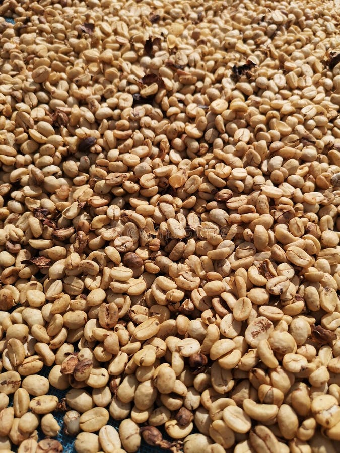 Raw Organic Dry Coffee Beans - Image Stock Image - Image of organic ...