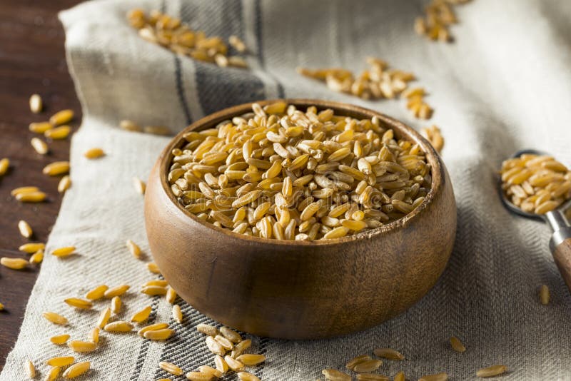 Raw Organic Dry Kamut Berries Grain Stock Image - Image of natural ...