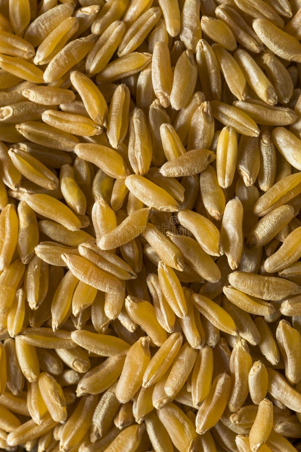 Raw Organic Dry Kamut Berries Grain Stock Photo - Image of bowl ...