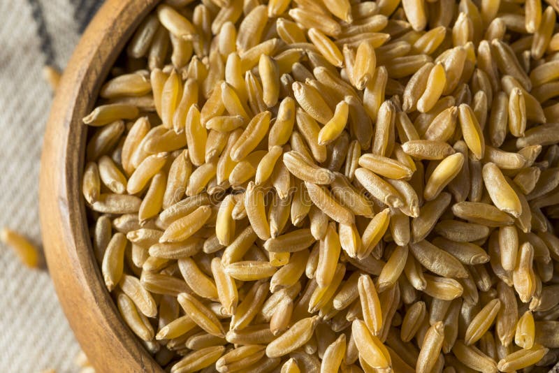 Raw Organic Dry Kamut Berries Grain Stock Photo - Image of oriental ...