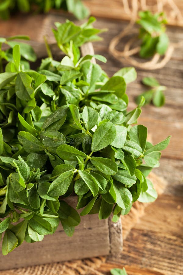 Raw Organic Fenugreek Methi Leaves Stock Image - Image of flavor ...