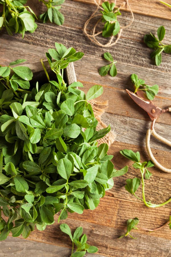 Raw Organic Fenugreek Methi Leaves Stock Photo - Image of bunch ...