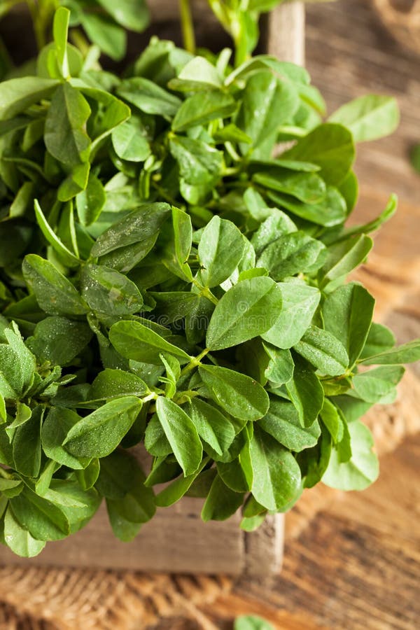 Raw Organic Fenugreek Methi Leaves Stock Image - Image of flavor, bunch ...