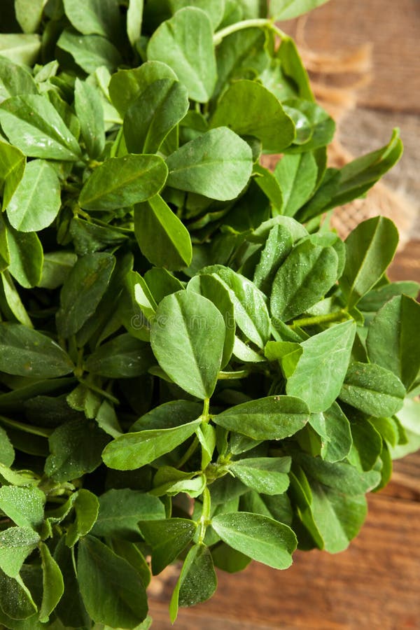 Raw Organic Fenugreek Methi Leaves Stock Image - Image of aromatic ...