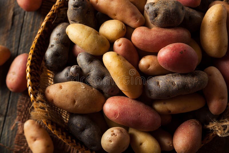Multi-colored Fingerling Potatoes at an Outdoor Farmers Market. Stock ...