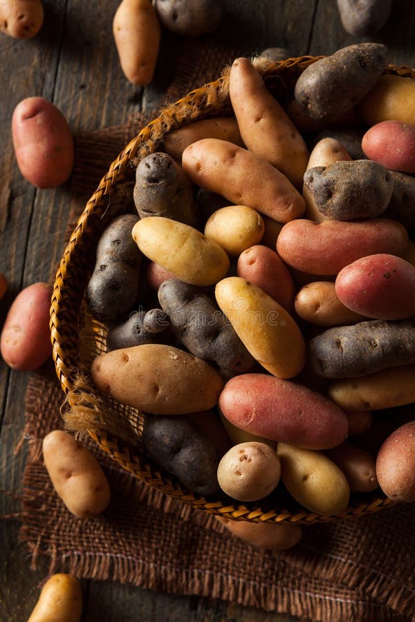 Raw Organic Fingerling Potatoes Stock Photo - Image of fresh ...