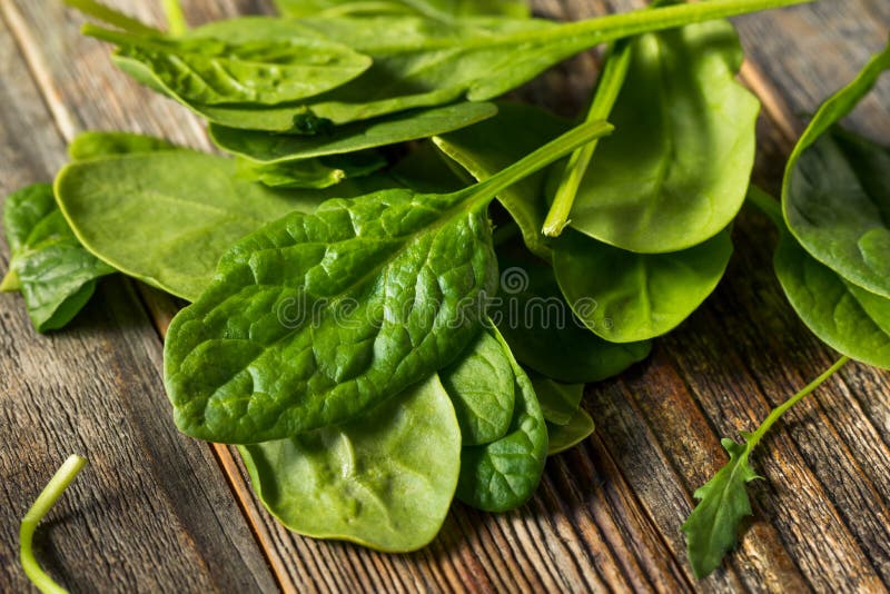 Raw Organic Fresh Baby Spinach Stock Photo - Image of food, freshness ...