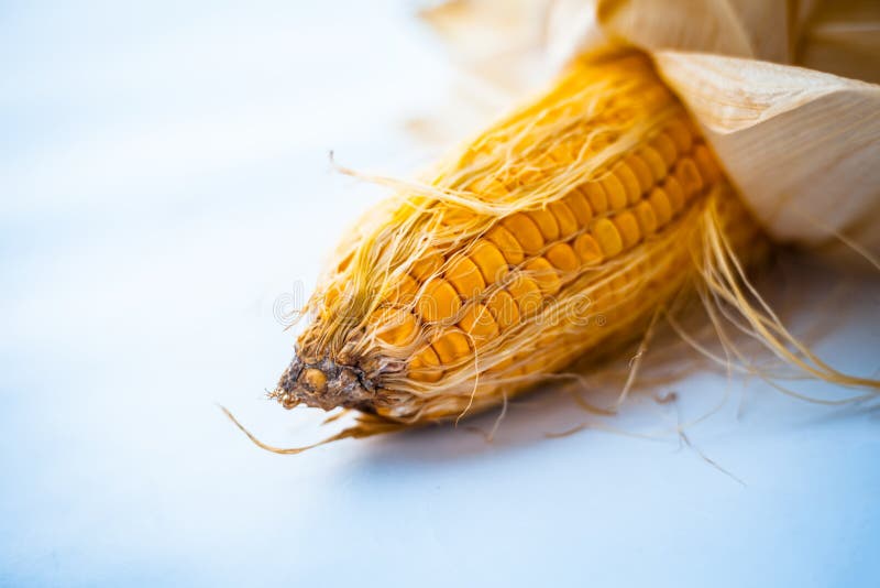 Raw Organic Fresh Corn Cob Isolated on White Stock Image - Image of ...