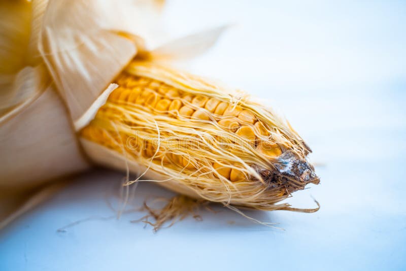 Raw Organic Fresh Corn Cob Isolated on White Stock Photo - Image of ...