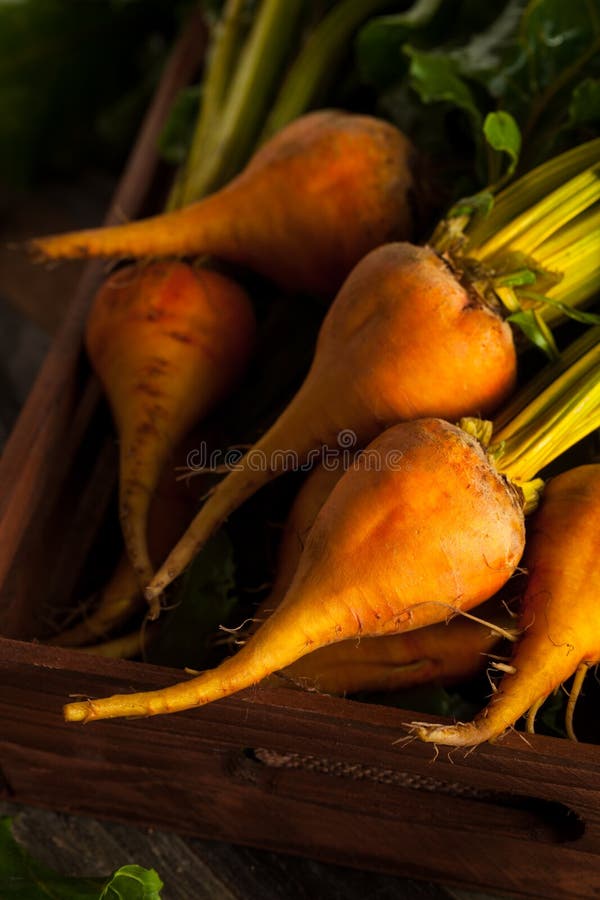 Raw Organic Golden Beets stock photo. Image of cooking - 67718694