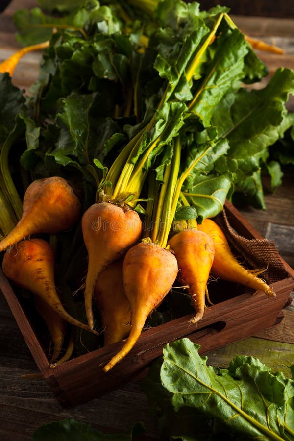 Raw Organic Golden Beets stock image. Image of heatlhy - 67718755