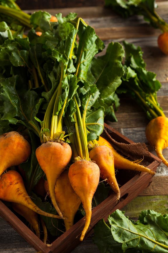 Raw Organic Golden Beets stock photo. Image of health - 67718768