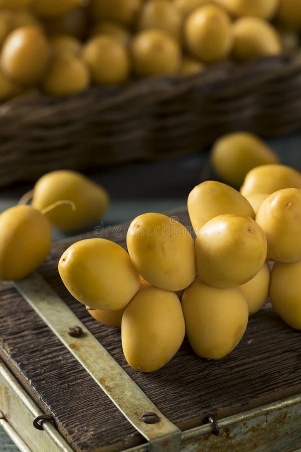 Young Dates and Stalks on Green Paper Stock Image - Image of dates ...