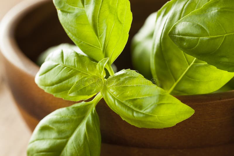 Raw Organic Green Basil stock photo. Image of basil, basilic - 56131404