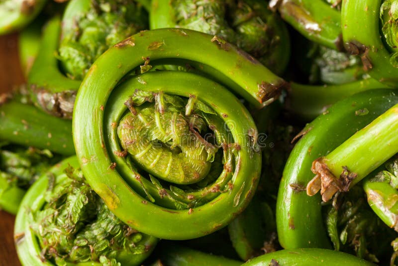 Raw Organic Green Fiddlehead Ferns Stock Image - Image of shoots ...