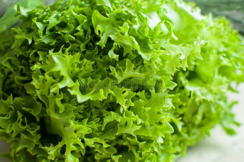 Raw Organic Green Frisee Salad Close Up. Stock Image - Image of closeup ...