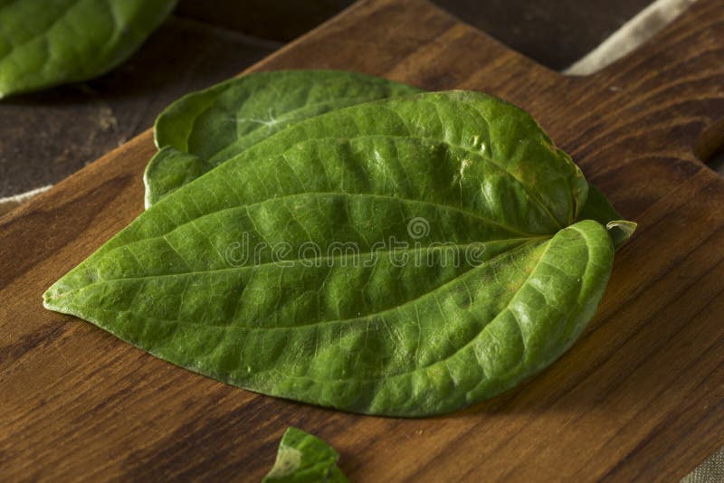 Delicious Paan Leaf On The Tree In Healthy Growing. Stock Image - Image ...