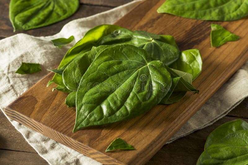 Raw Organic Green Pan Leaves Stock Photo - Image of herb, traditional ...