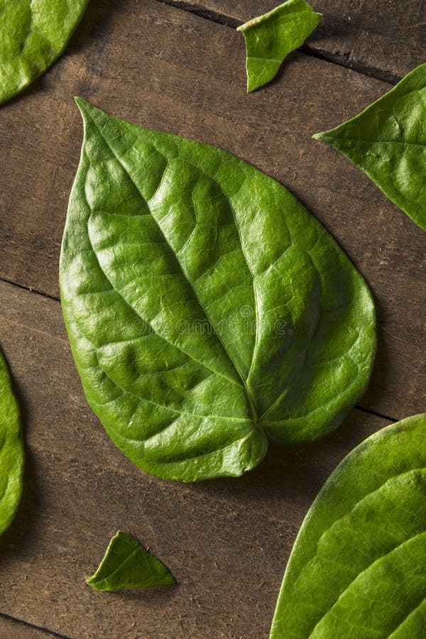 Raw Organic Green Pan Leaves Stock Photo - Image of betel, medicinal ...