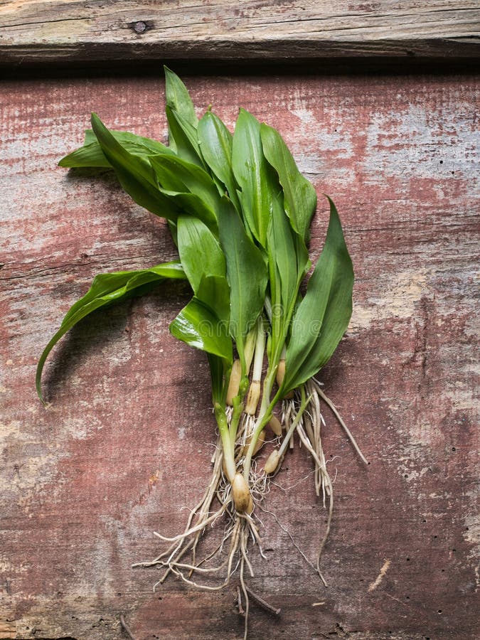 Raw Organic Green Ramps or Wild Garlic Stock Image - Image of gourmet ...