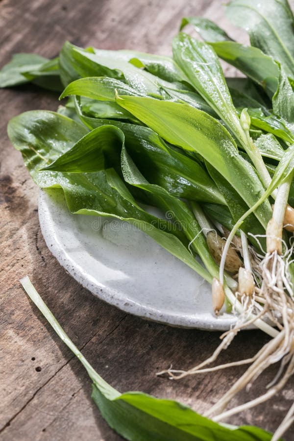 Raw Organic Green Ramps or Wild Garlic Stock Image - Image of gourmet ...