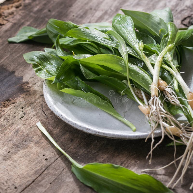 Raw Organic Green Ramps or Wild Garlic Stock Photo - Image of leeks ...