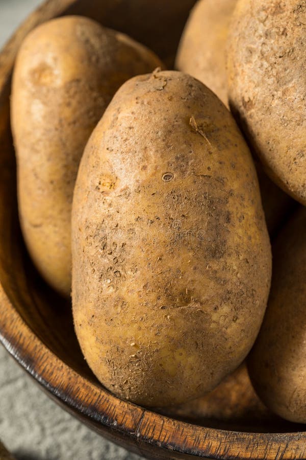 Raw Organic Idaho Russet Potatoes Stock Photo - Image of carbohydrate ...