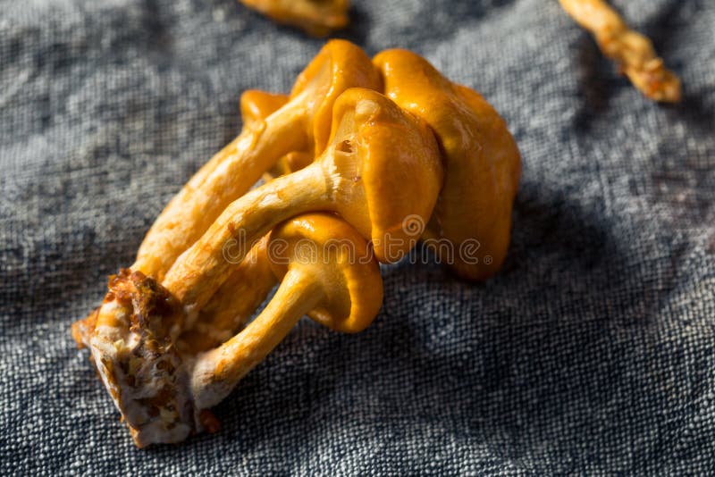 Raw Organic Japanese Nameko Mushrooms Stock Image - Image of cooking ...